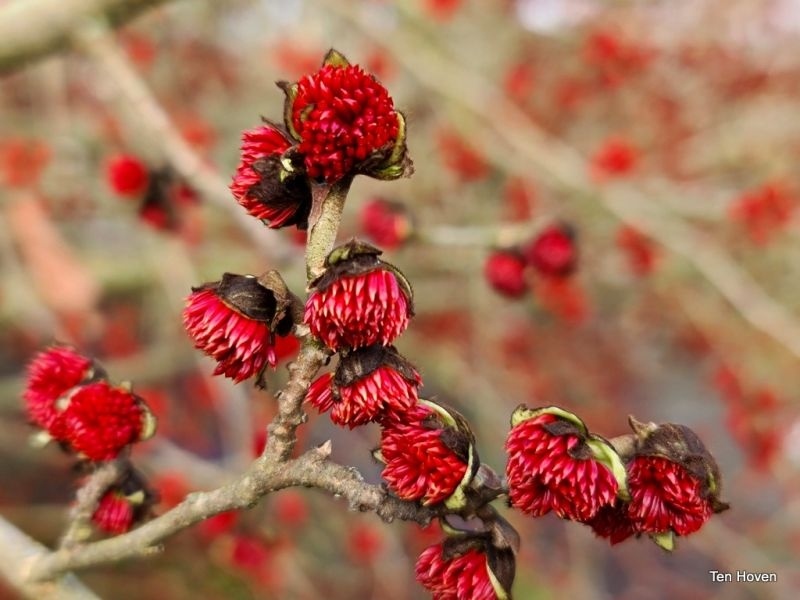 Perzisch IJzerhout 'Vanessa', Parrotia persica 'Vanessa' kopen